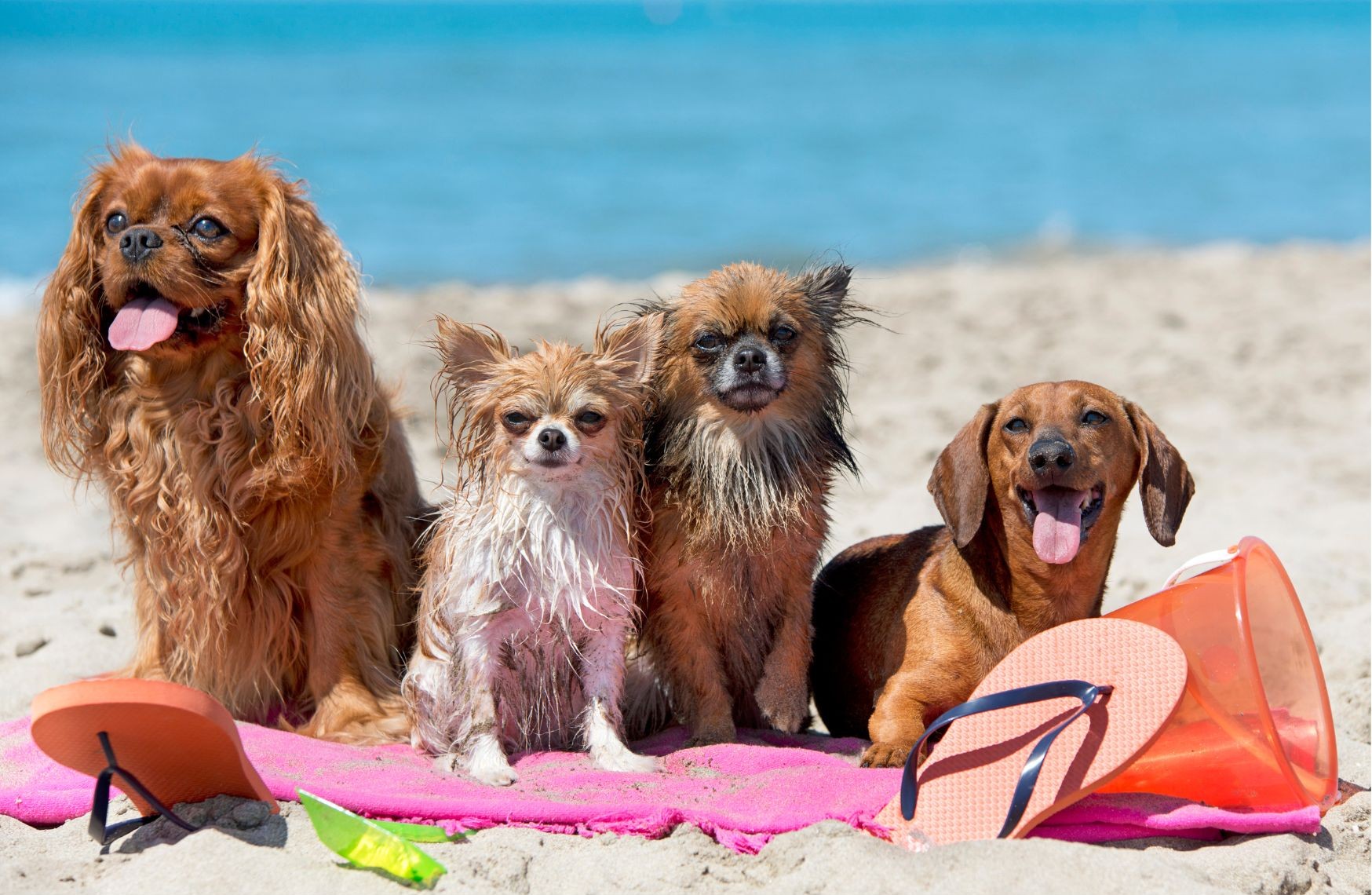 Best Dog-Friendly Cornwall Beaches to Visit
